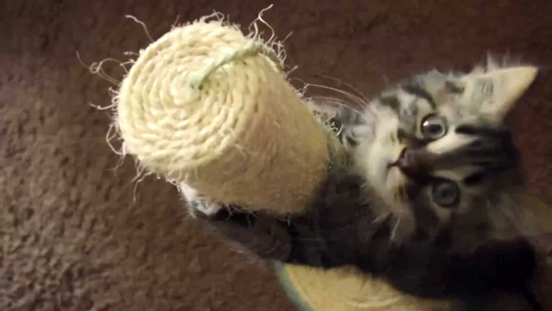 Home | Your Zoo Needs You